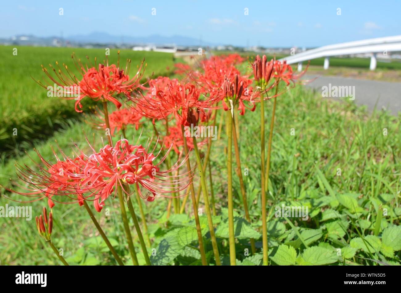 Spider Flowers High Resolution Stock Photography and Images - Alamy