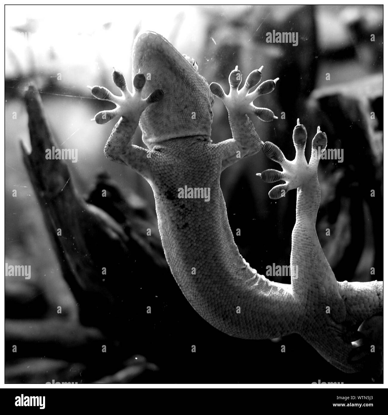 Lizard on window Cut Out Stock Images & Pictures - Alamy