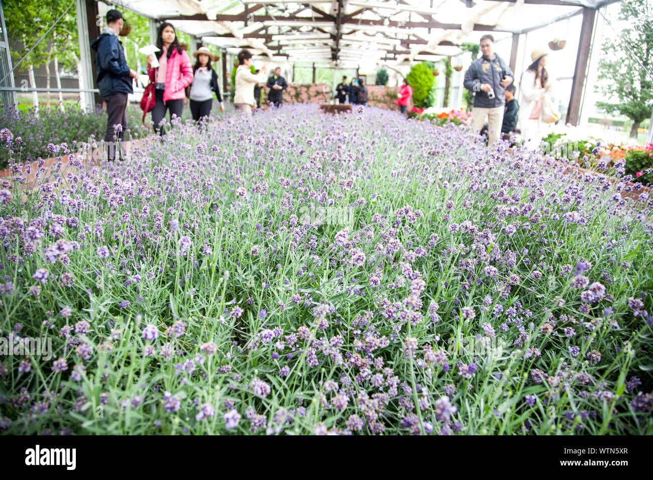 Colourful purple lavender field at Farm Tomita, a flower farm in Furano ...