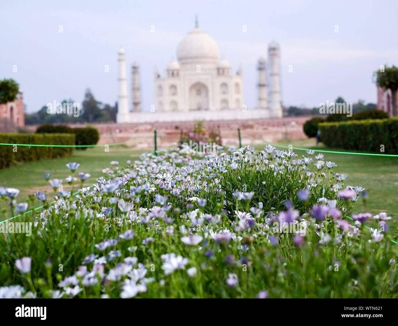 Taj mahal garden flower hi-res stock photography and images - Alamy