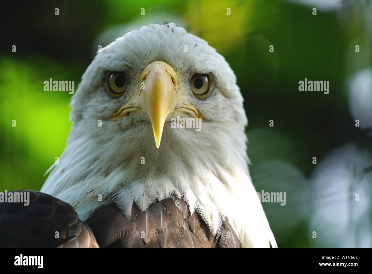 Bald eagle head close up beak hi-res stock photography and images - Alamy