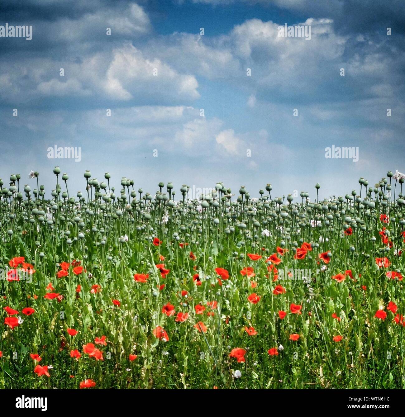 Beautiful Poppy Field High Resolution Stock Photography and Images - Alamy
