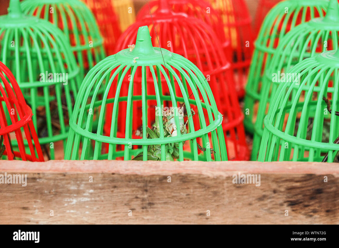 Cage insect hi-res stock photography and images - Alamy