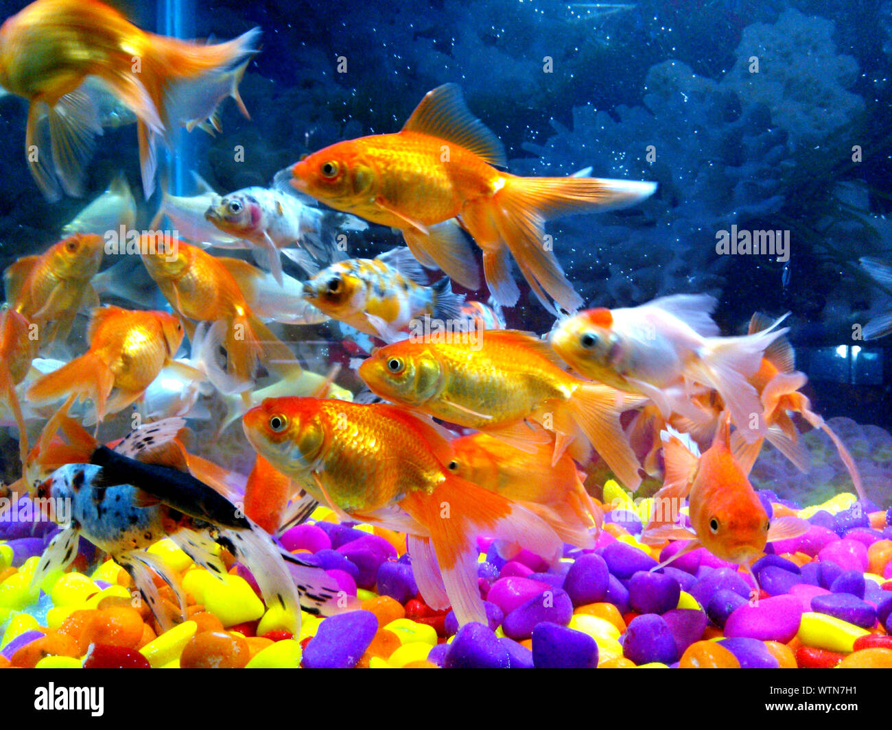 Goldfish Group Swimming Water High Resolution Stock Photography and ...