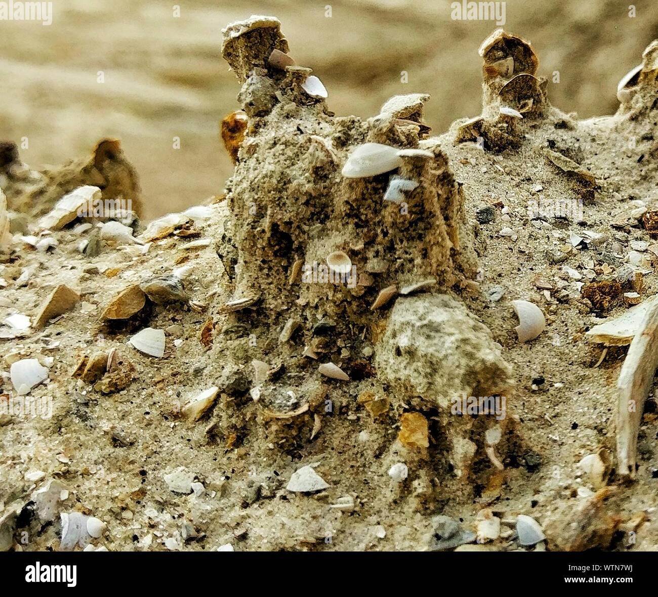 Broken seashell hi-res stock photography and images - Alamy