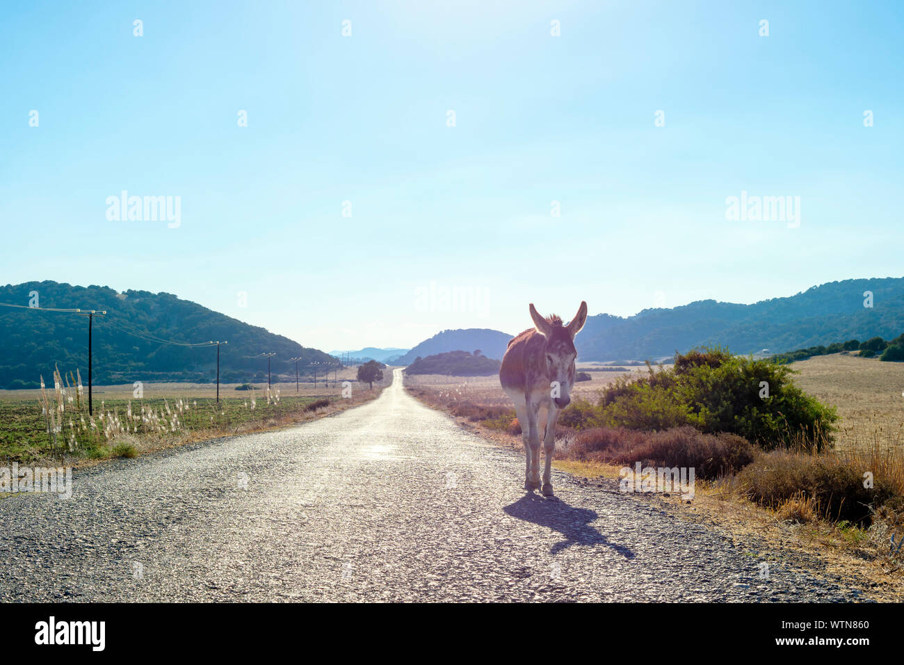 Wild donkey on the Karpaz Peninsula, Rizokarpaso (Dipkarpaz), Famagusta ...