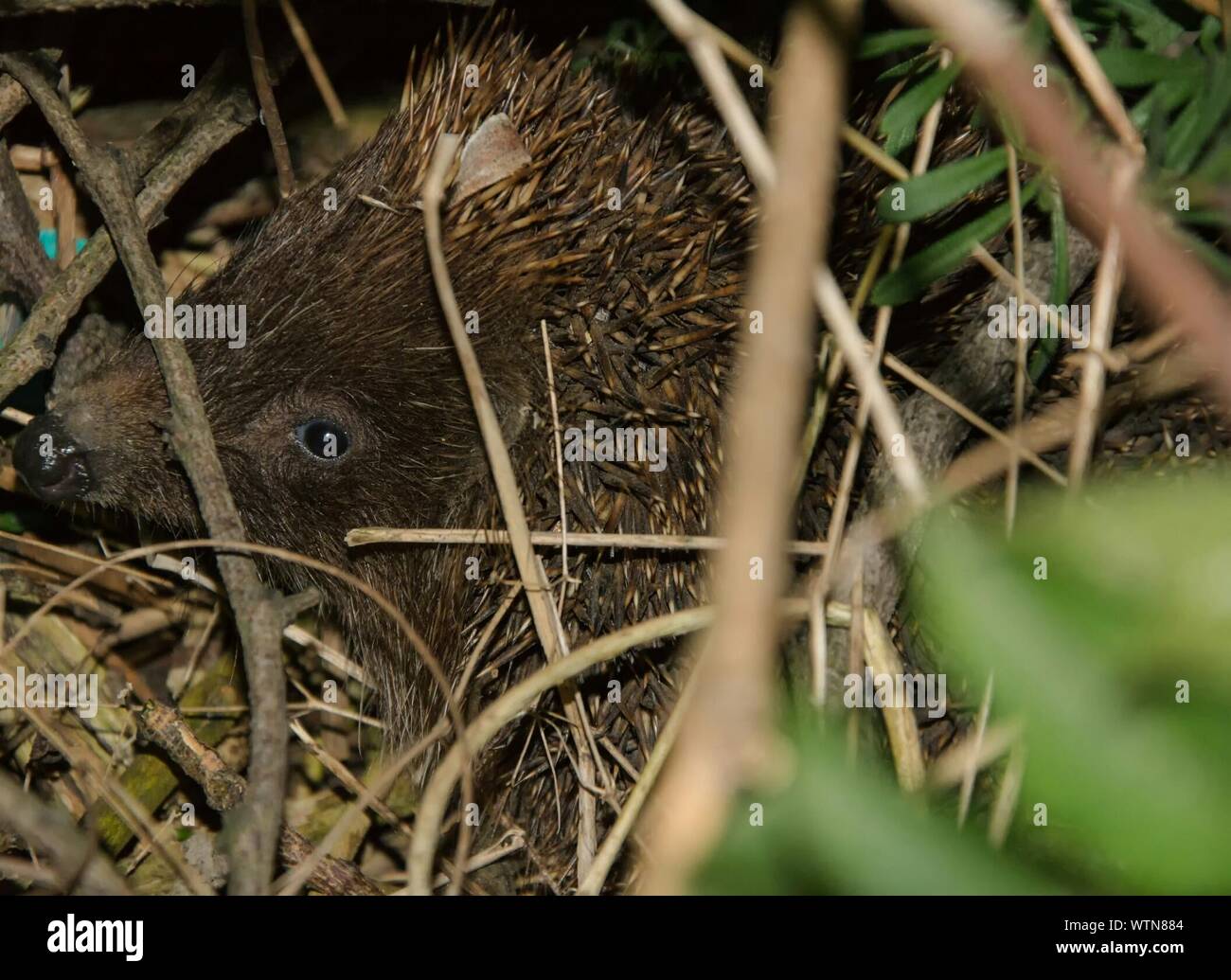 Bush rat hi-res stock photography and images - Alamy