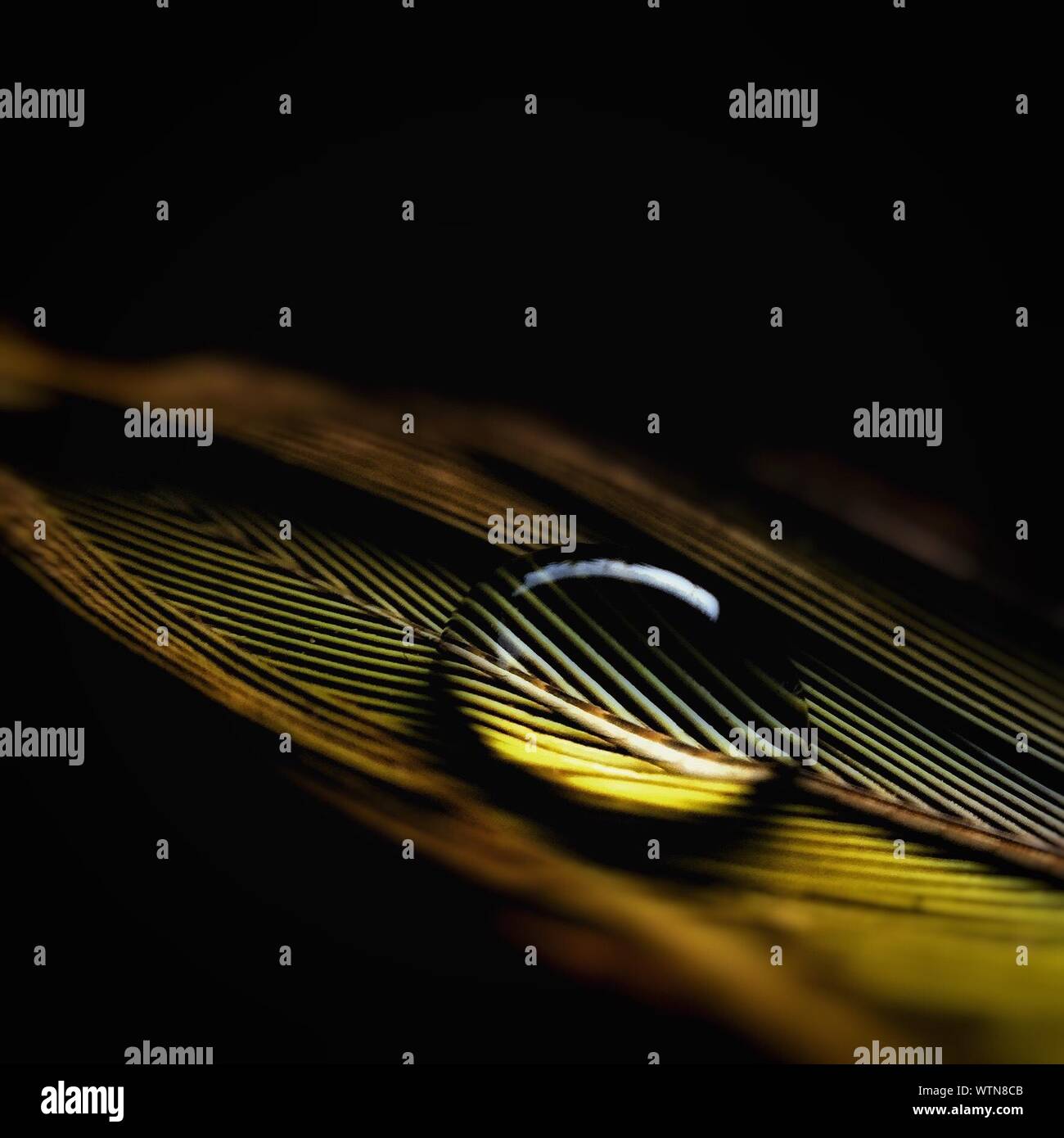 Water drop feather hi-res stock photography and images - Alamy