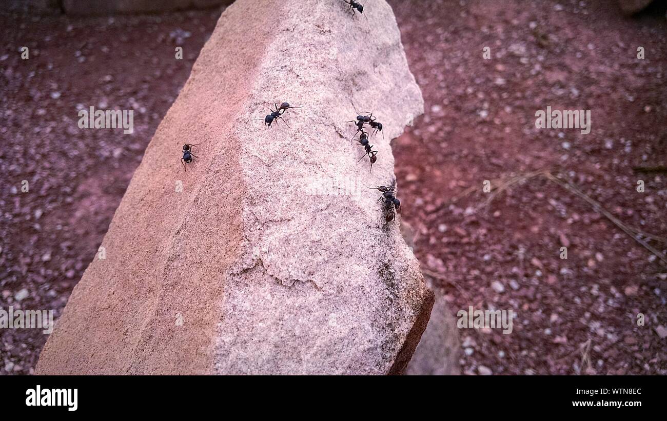 Ants on rock hi-res stock photography and images - Alamy