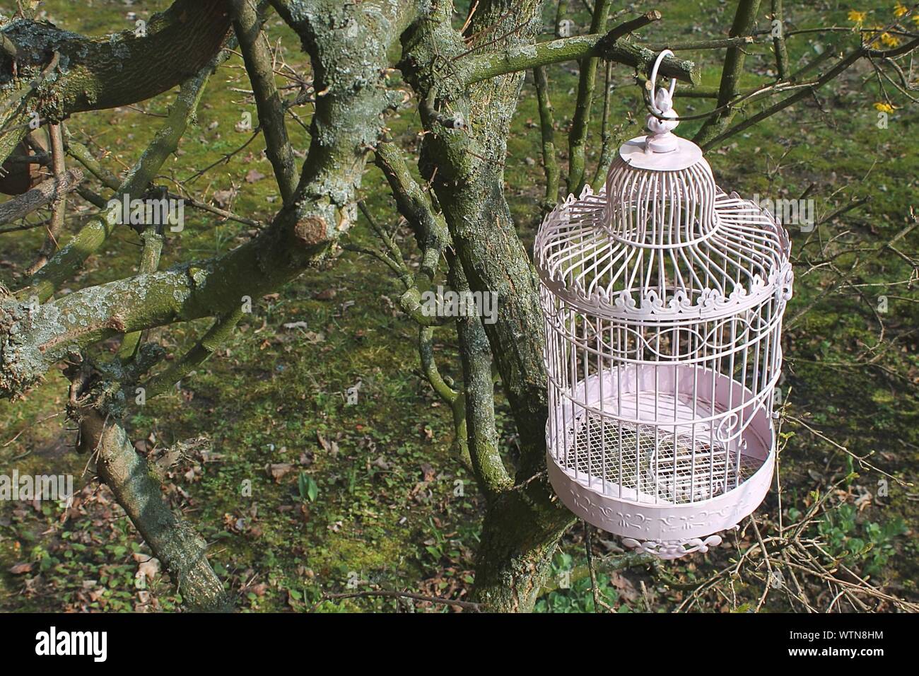 Cage hanging on tree hi-res stock photography and images - Alamy