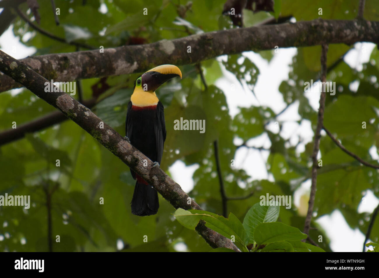 Tucan High Resolution Stock Photography and Images - Alamy