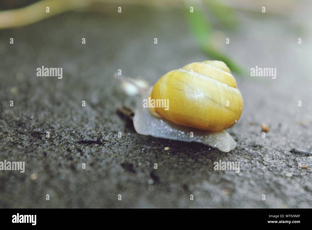 Yellow snail hi-res stock photography and images - Alamy