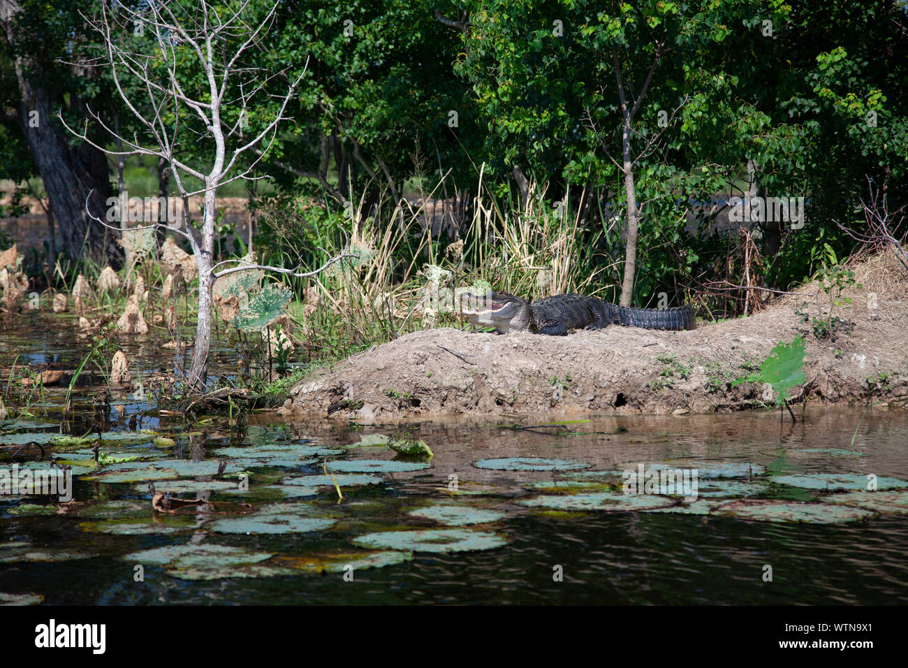 An American alligator suns on the banks of a lake in East Texas Stock ...