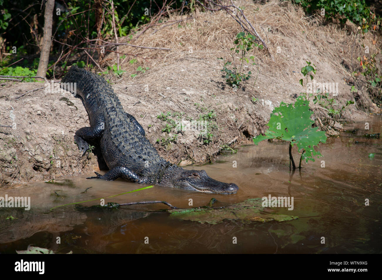 East Texas High Resolution Stock Photography and Images - Alamy