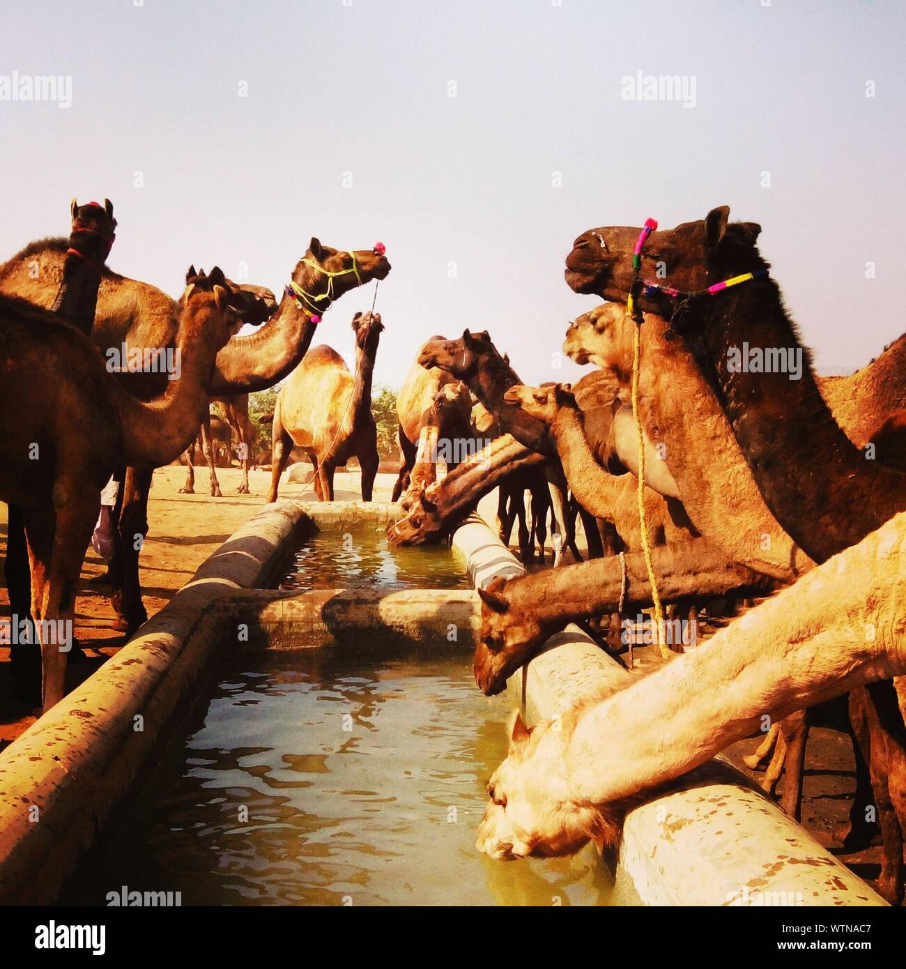 Camel Drinking Water High Resolution Stock Photography and Images - Alamy