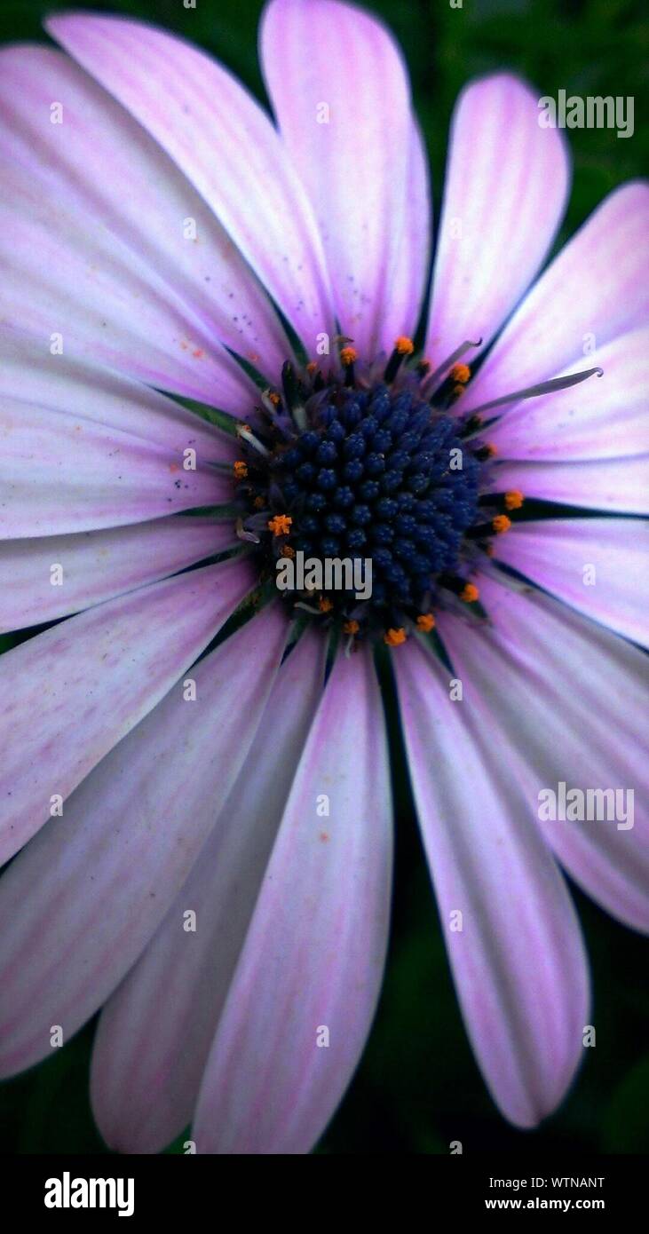 Daisy Flower Head High Resolution Stock Photography and Images - Alamy