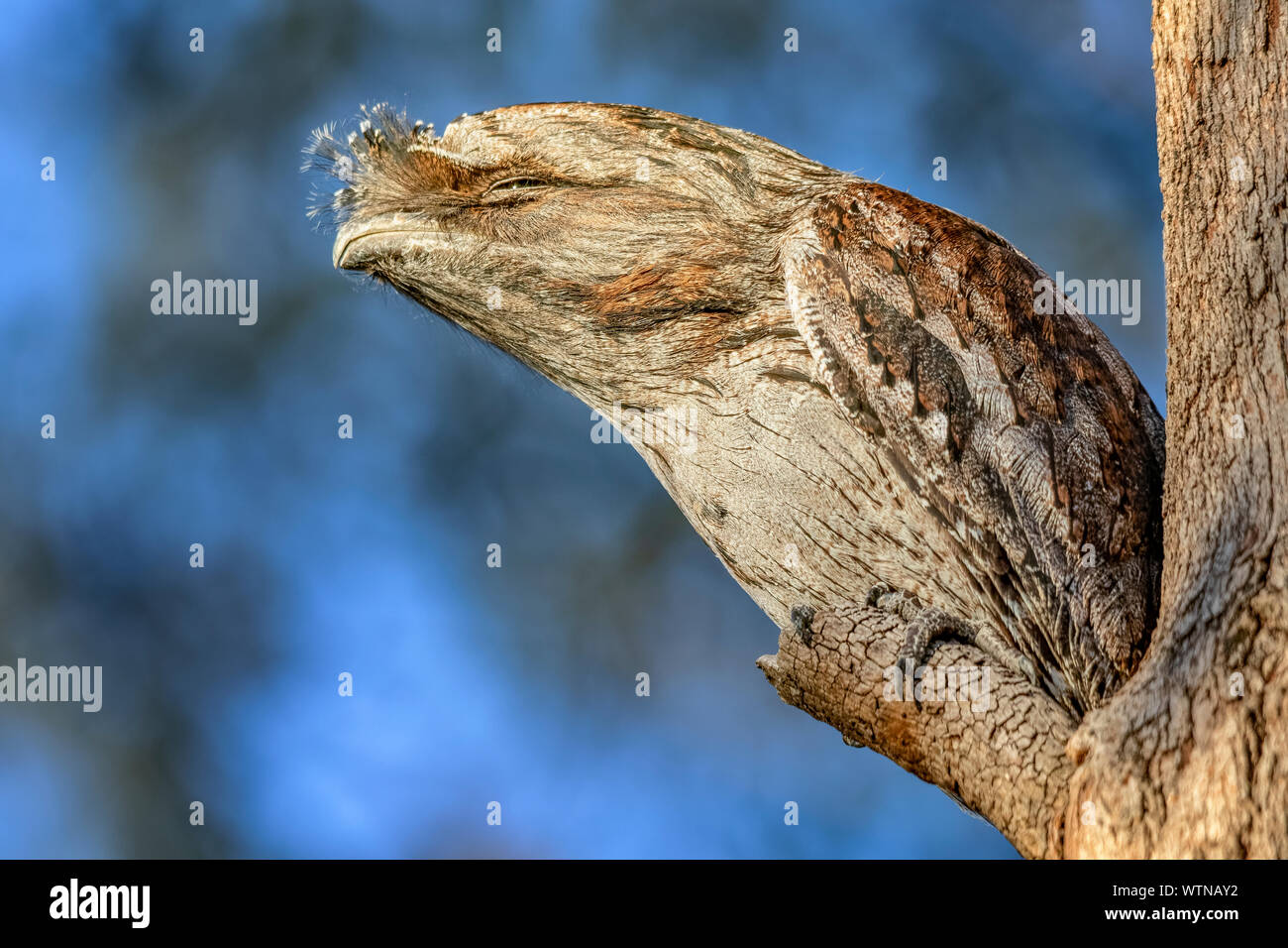 Tawny Frogmouth (Podargus strigoides), Woodlands Historic Park ...