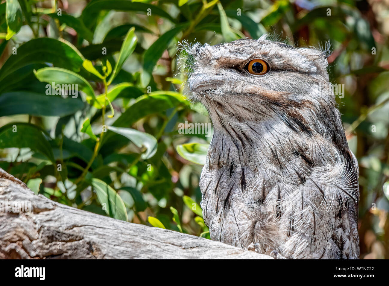 Tawny Frogmouth (Podargus strigoides), Woodlands Historic Park ...