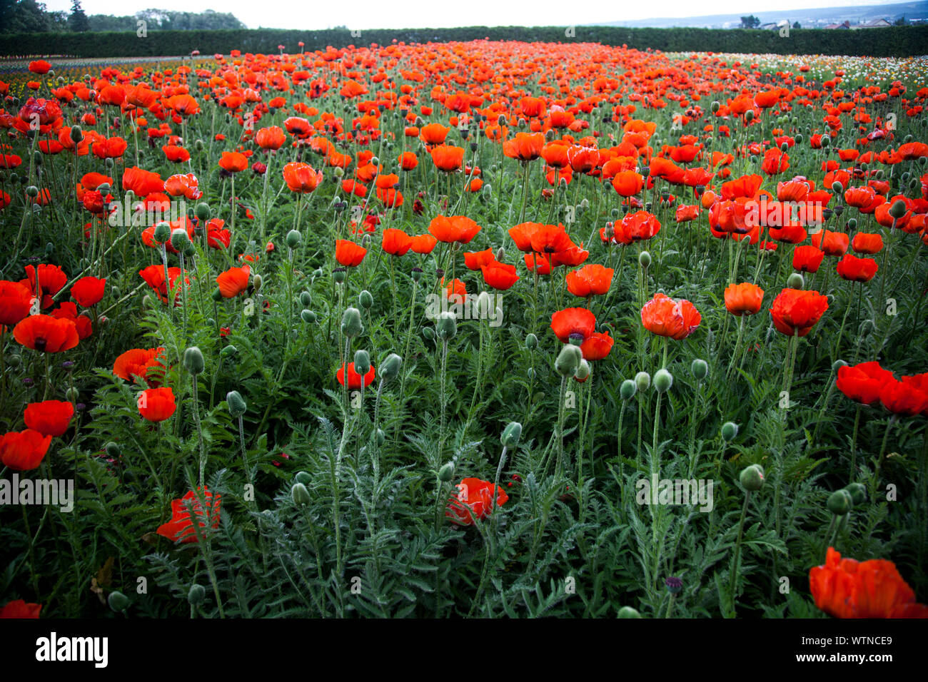 Colourful red tulip flower field at Farm Tomita, a flower farm in ...