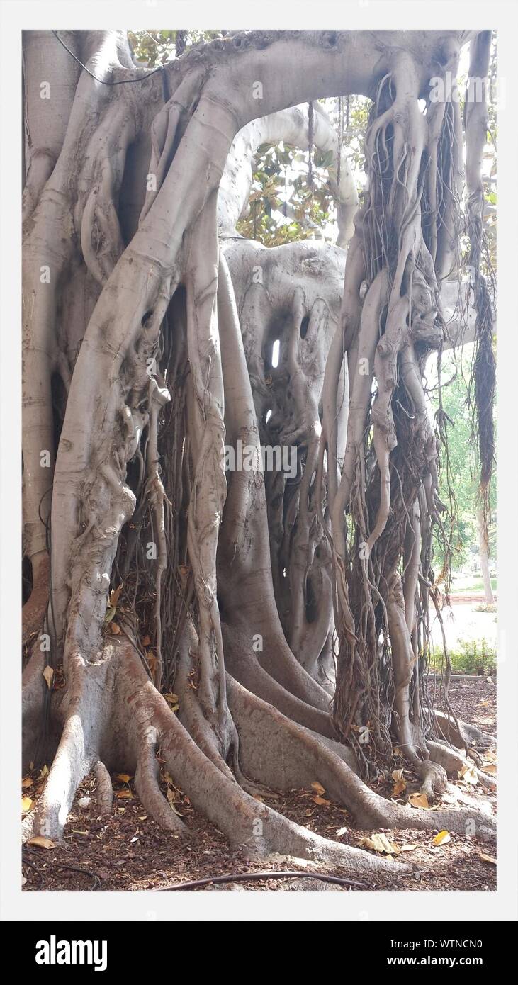 Old magnolia tree hi-res stock photography and images - Alamy