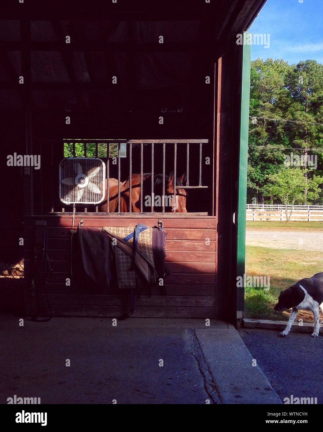 Dog horse stable hi-res stock photography and images - Alamy