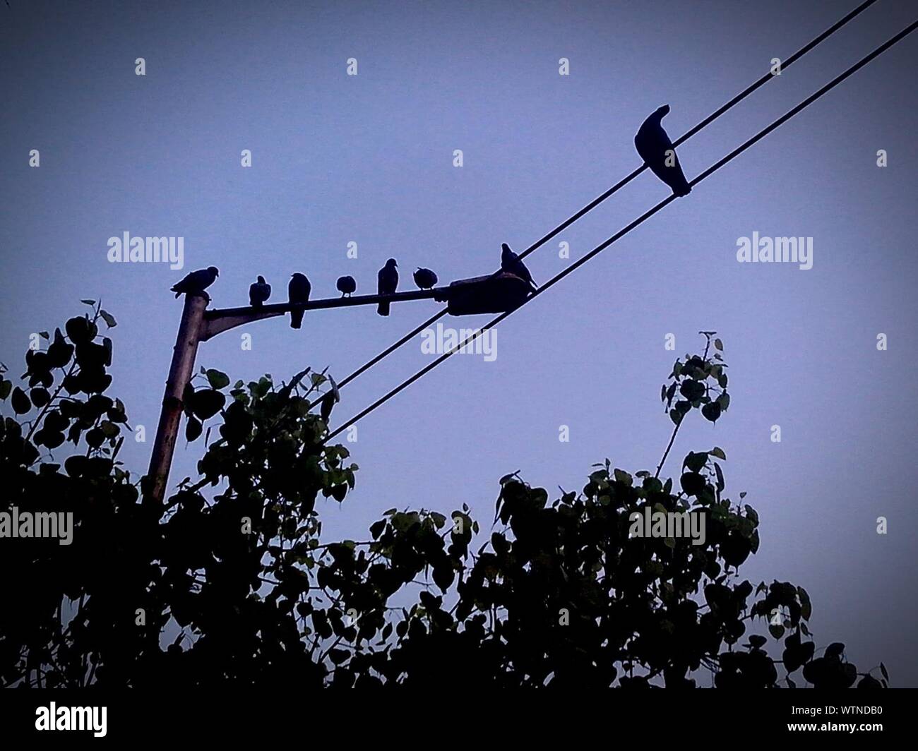 Siting birds hi-res stock photography and images - Alamy