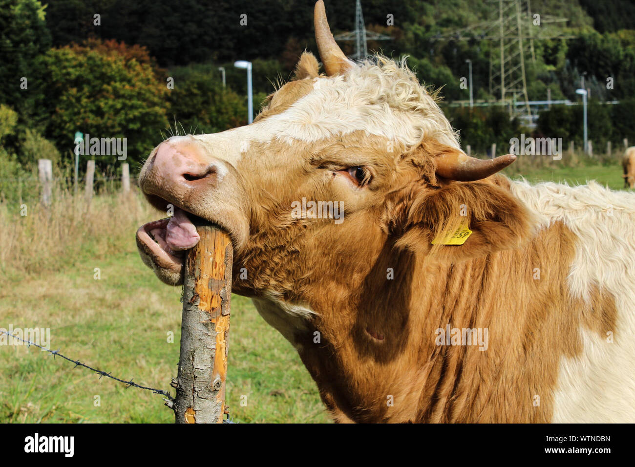 Biting Fence High Resolution Stock Photography and Images - Alamy