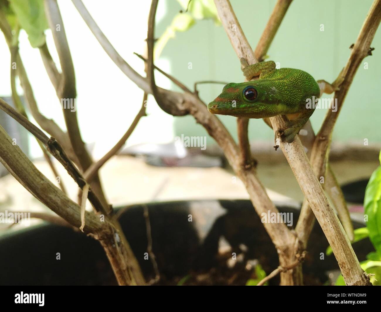Gecko tree hi-res stock photography and images - Alamy