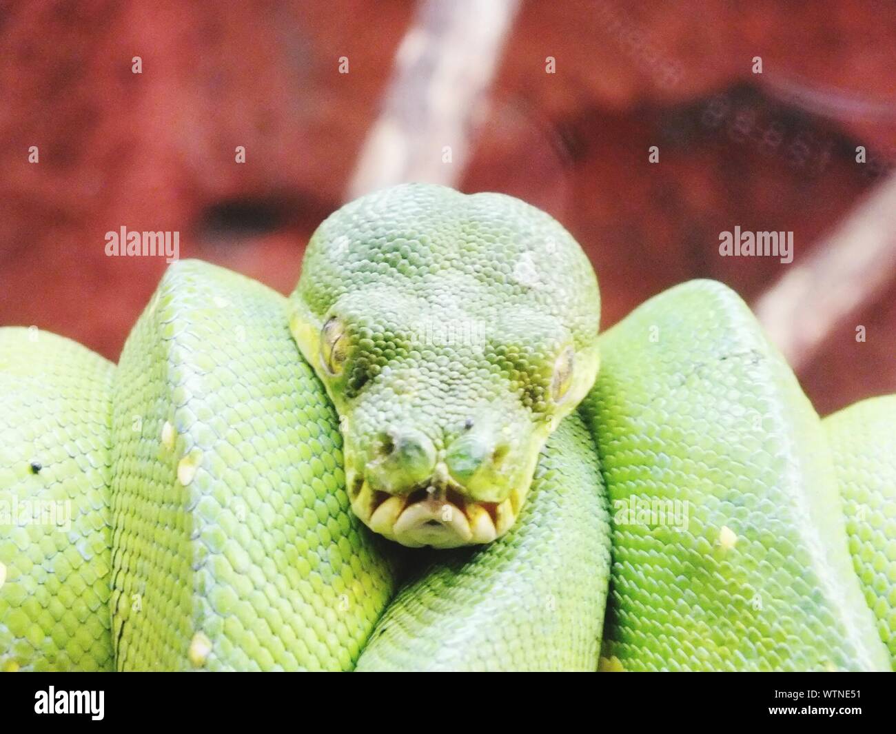 Rolled snake hi-res stock photography and images - Alamy