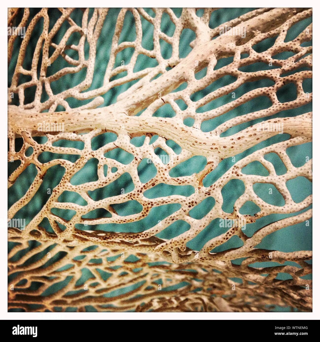 Dry Coral High Resolution Stock Photography and Images - Alamy