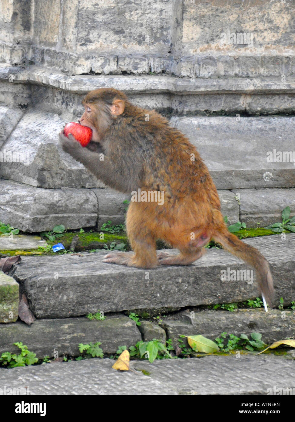 Monkey eating an apple hi-res stock photography and images - Alamy
