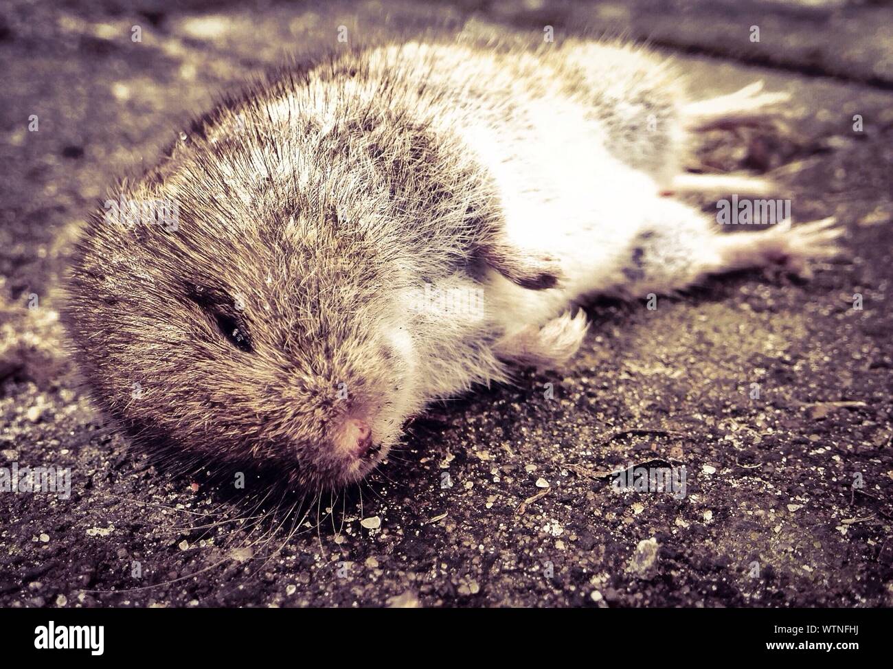 Dead squirrel on road hi-res stock photography and images - Alamy