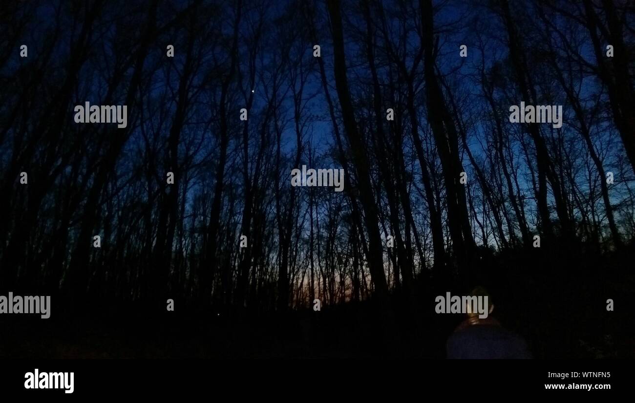 Silhouette of trees at night hi-res stock photography and images - Alamy