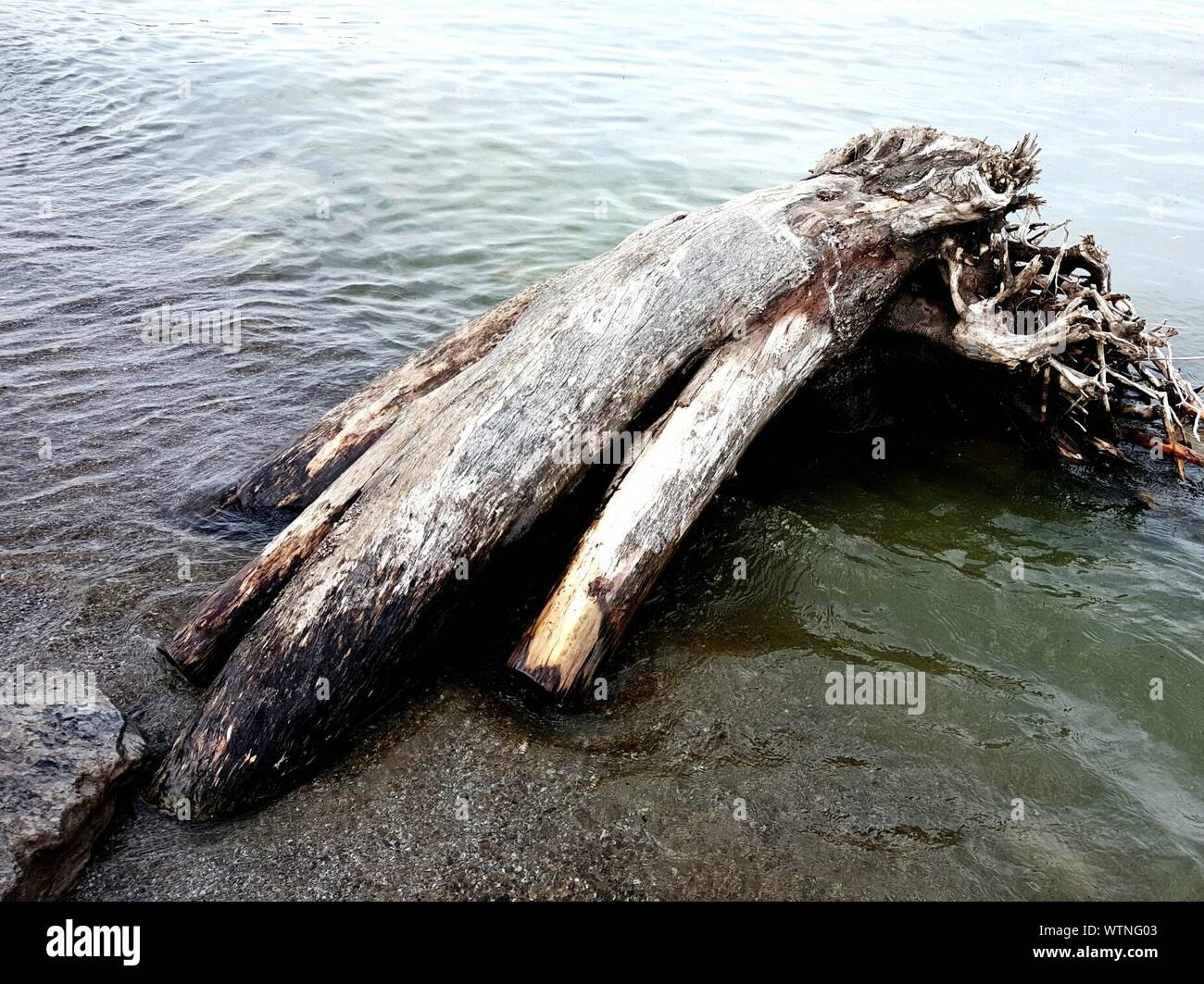 Dead Root High Resolution Stock Photography and Images - Alamy