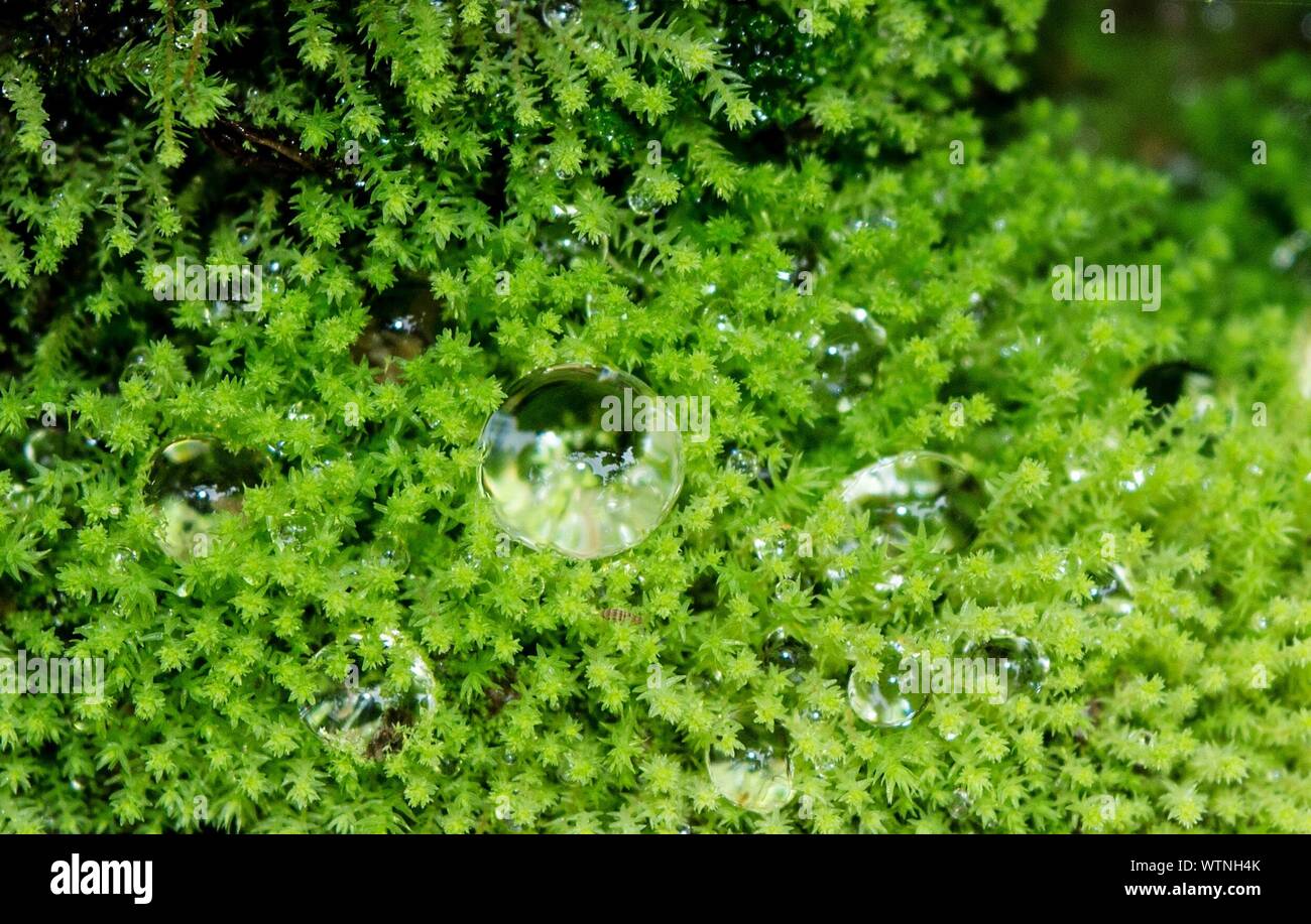 Algae growing hi-res stock photography and images - Alamy