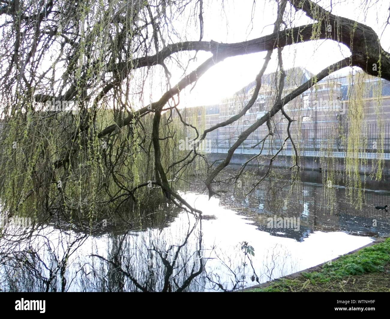 Building Seen Through Willow Tree Stock Photo - Alamy