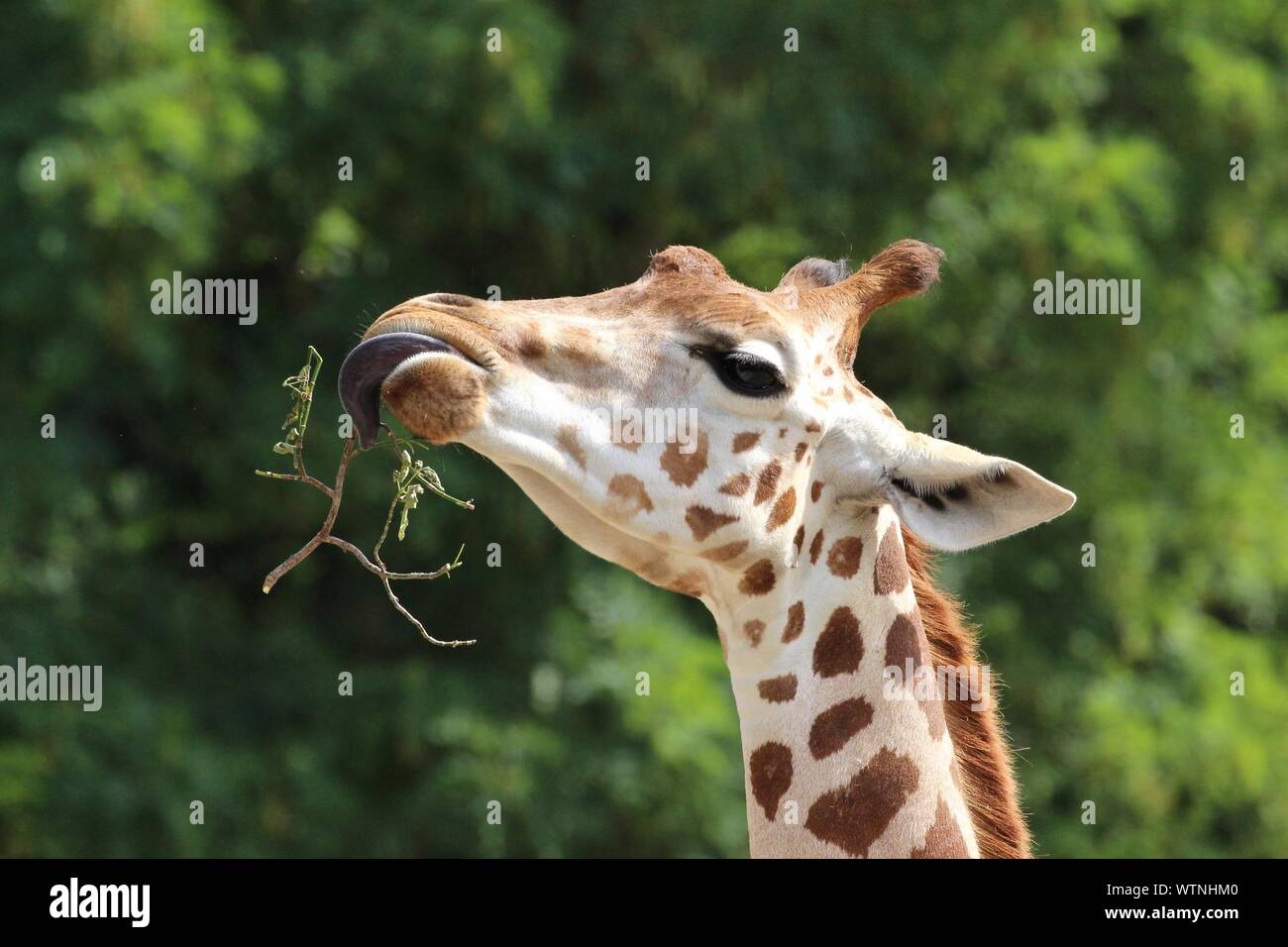 Giraffe Eating Plant High Resolution Stock Photography and Images - Alamy