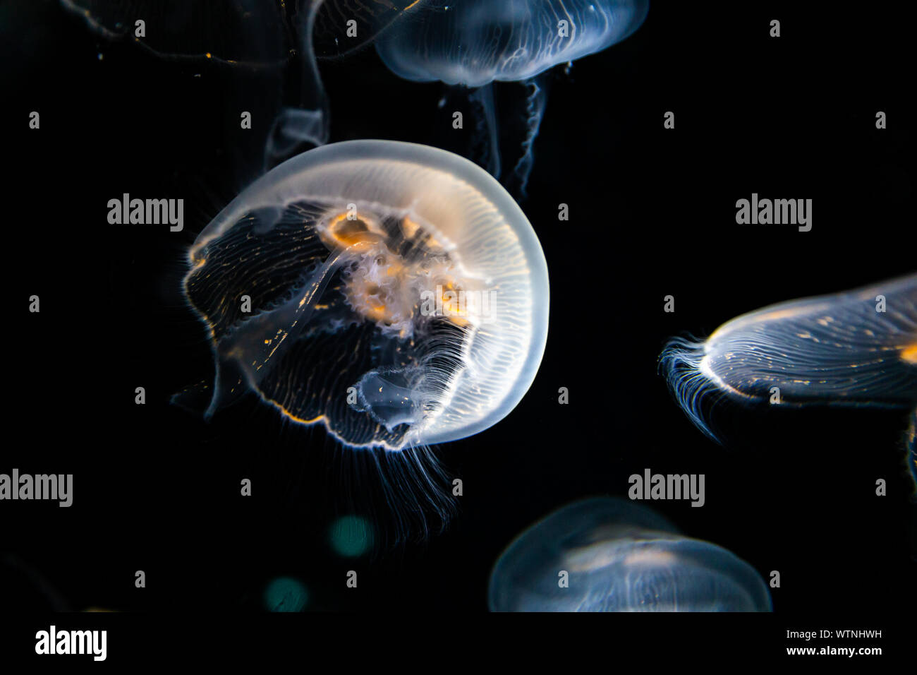 Deep sea jellyfish with transparent body floating in dark water Stock ...