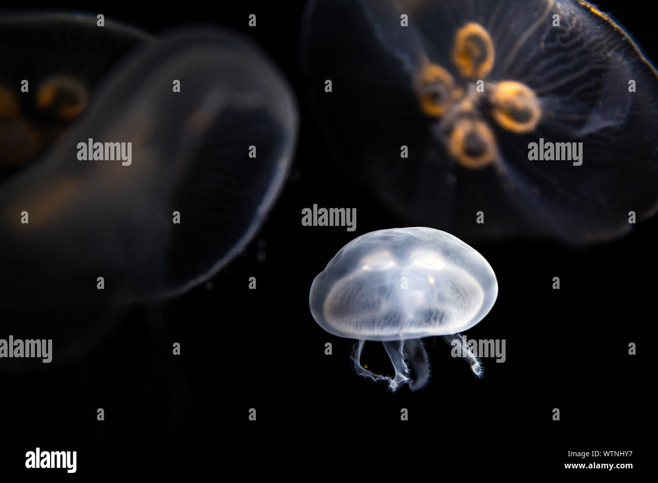 Deep sea jellyfish with transparent body floating in dark water Stock ...