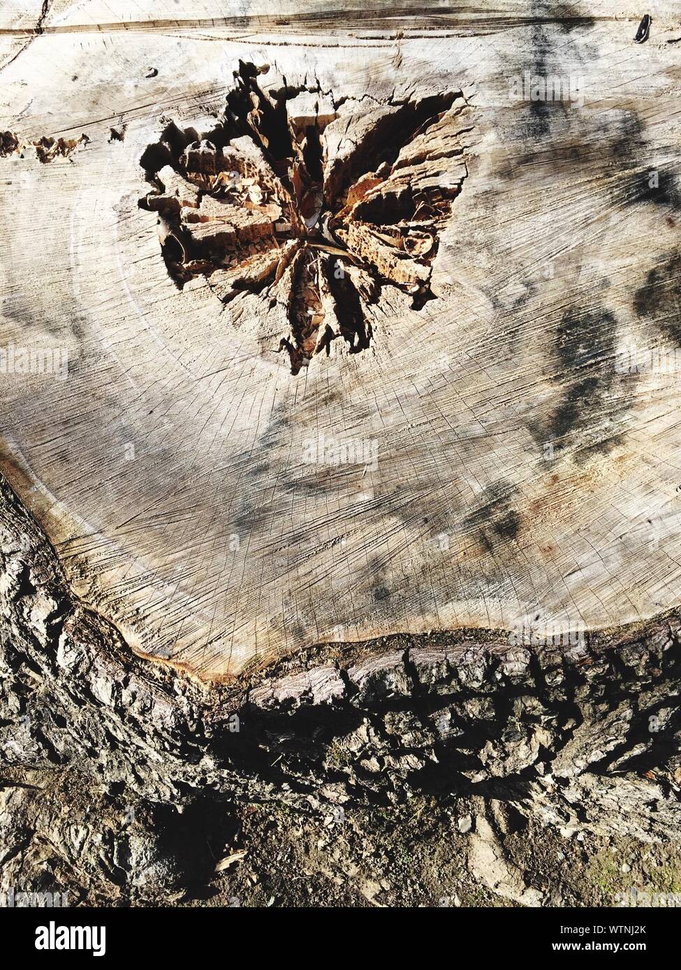 Fossil Tree Stump High Resolution Stock Photography and Images - Alamy