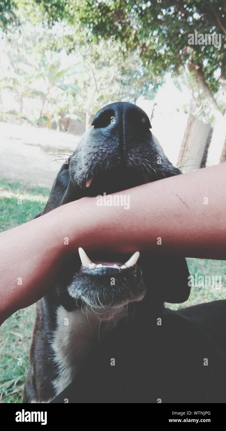 Dog is human hi-res stock photography and images - Alamy