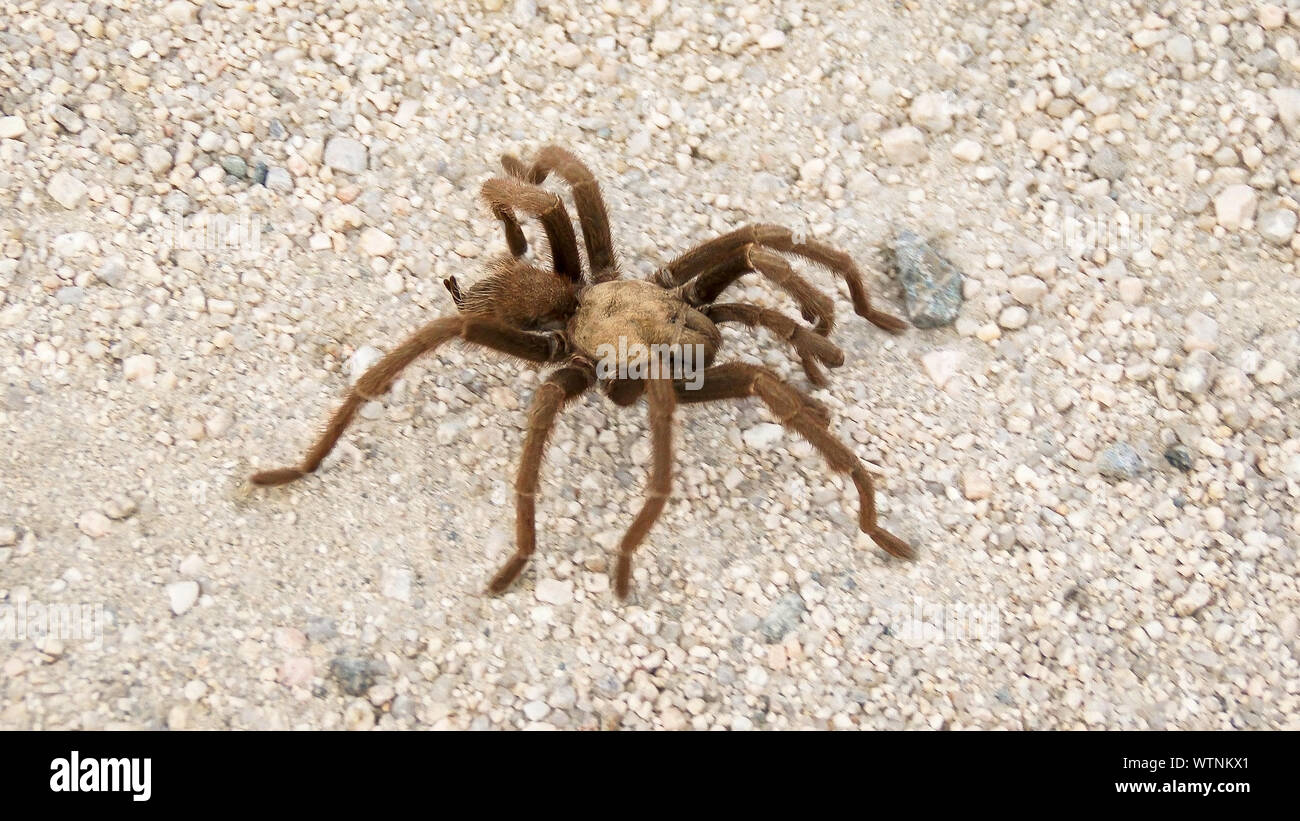 Sand spider hi-res stock photography and images - Alamy