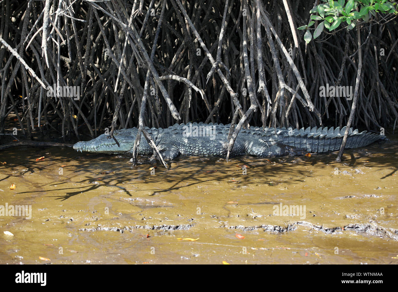 Side view of alligator hi-res stock photography and images - Alamy