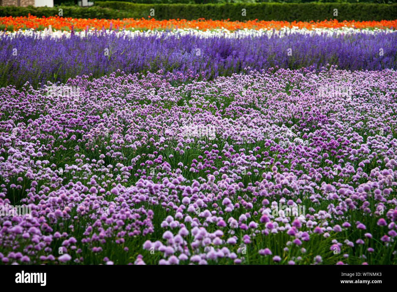 Colourful purple flower field at Farm Tomita, a flower farm in Furano ...