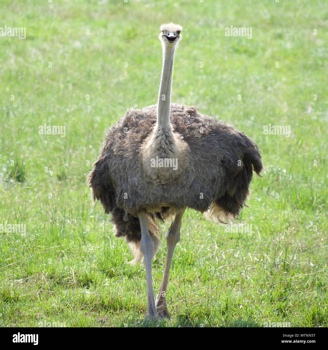 Ostrich walking down hill. Looking at camera with grass background ...