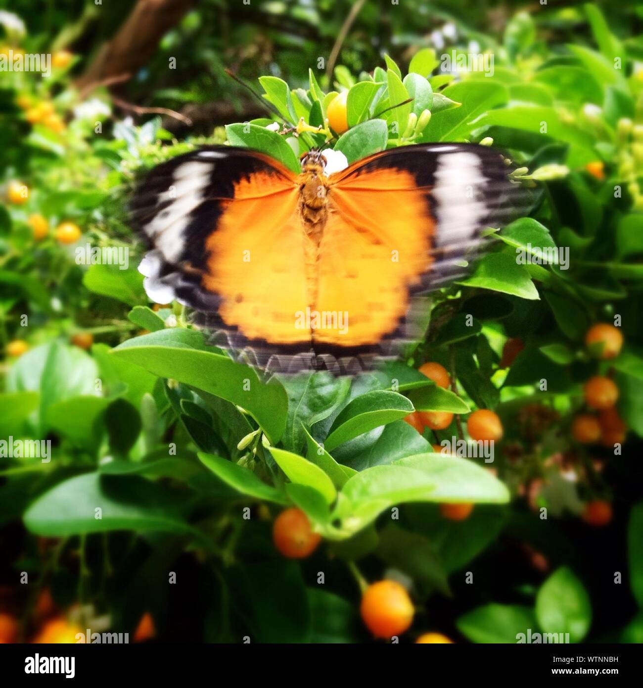 Butterfly Flying Motion High Resolution Stock Photography and Images ...