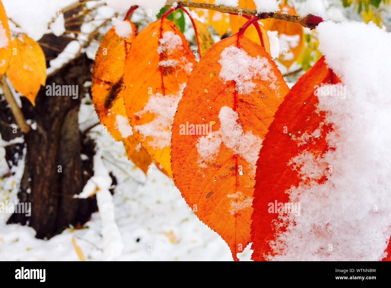 Frozen orange hi-res stock photography and images - Alamy