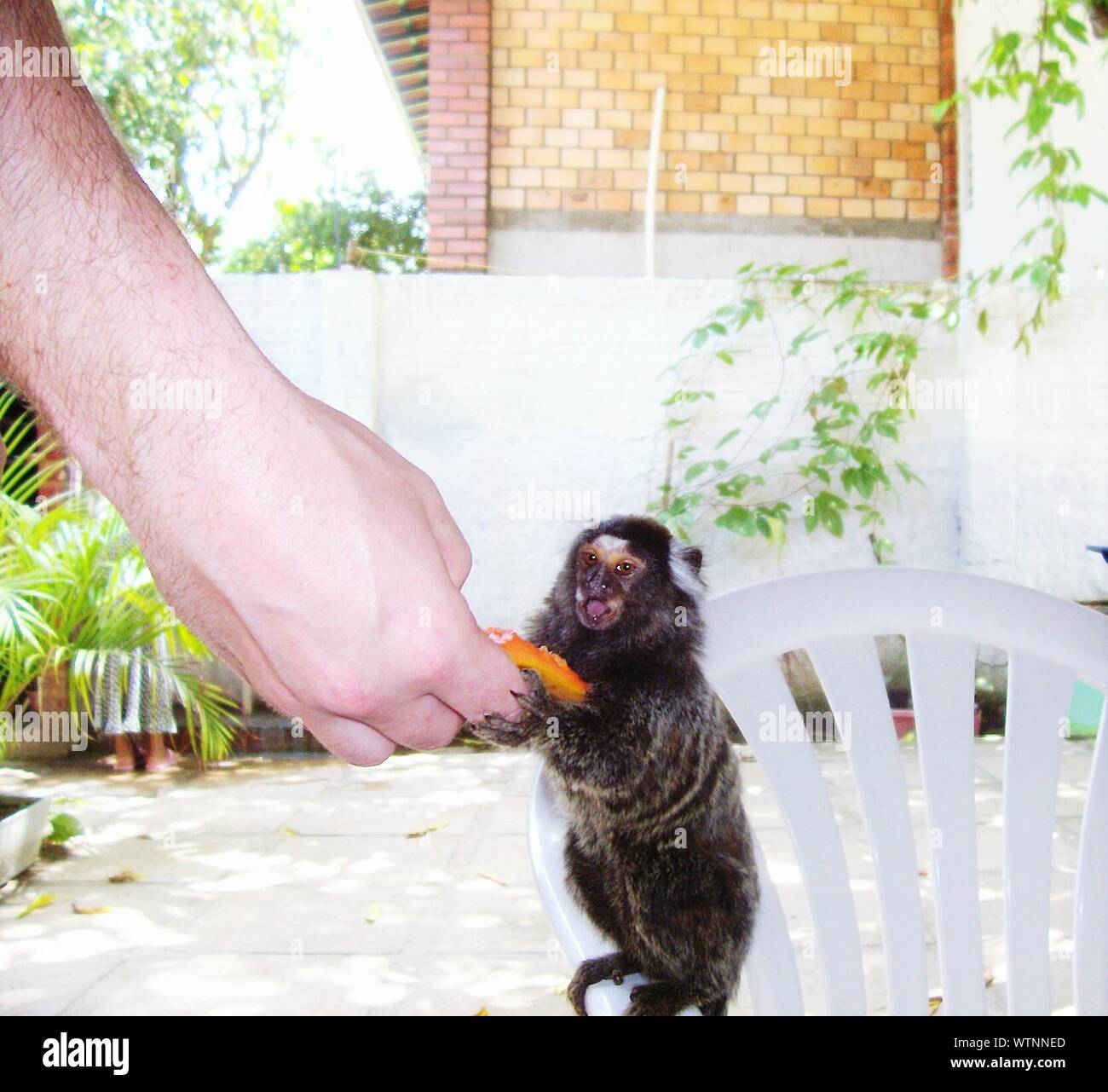 Monkey sitting on chair hi-res stock photography and images - Alamy