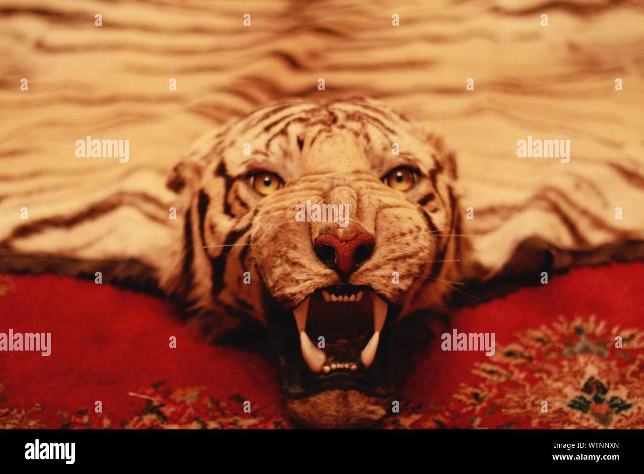 Animal skin rug hi-res stock photography and images - Alamy