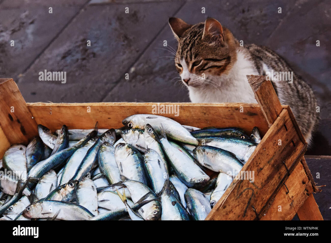 Stack fish hi-res stock photography and images - Alamy